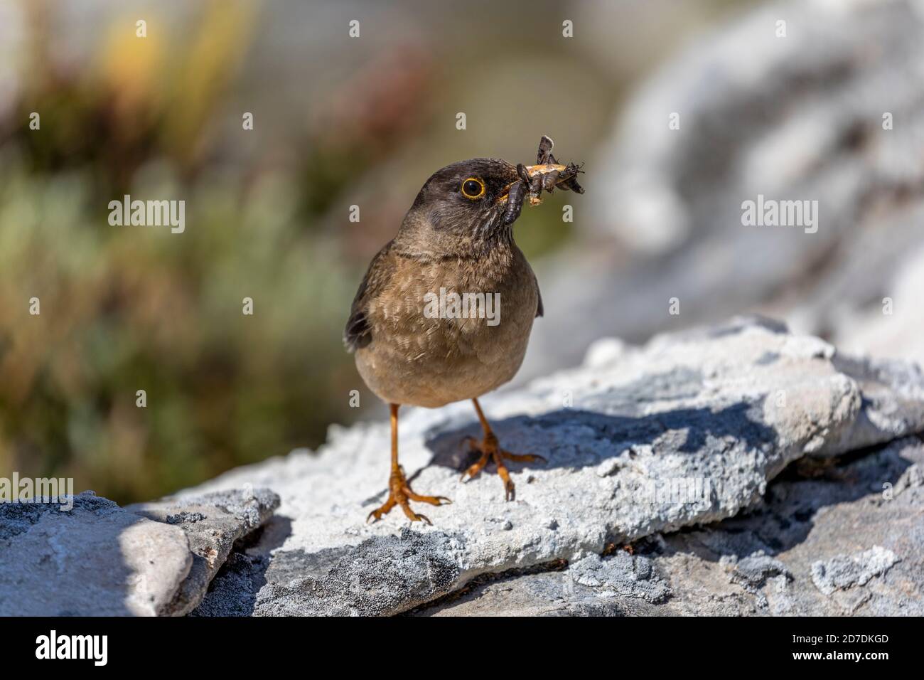 Falkland or Austral Thrush; Turdus falcklandii; with Insects; Falklands ...
