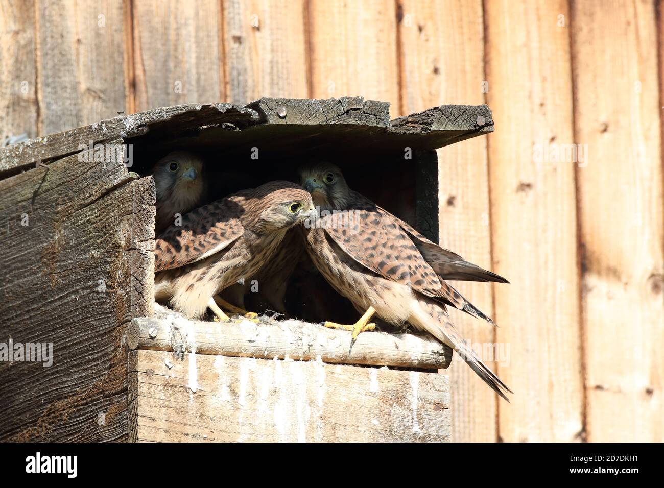common kestrel (Falco tinnunculus) young birds at the nest box Germany Stock Photo - Alamy