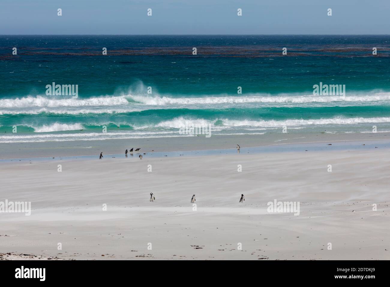Volunteer Point; Falklands Stock Photo - Alamy