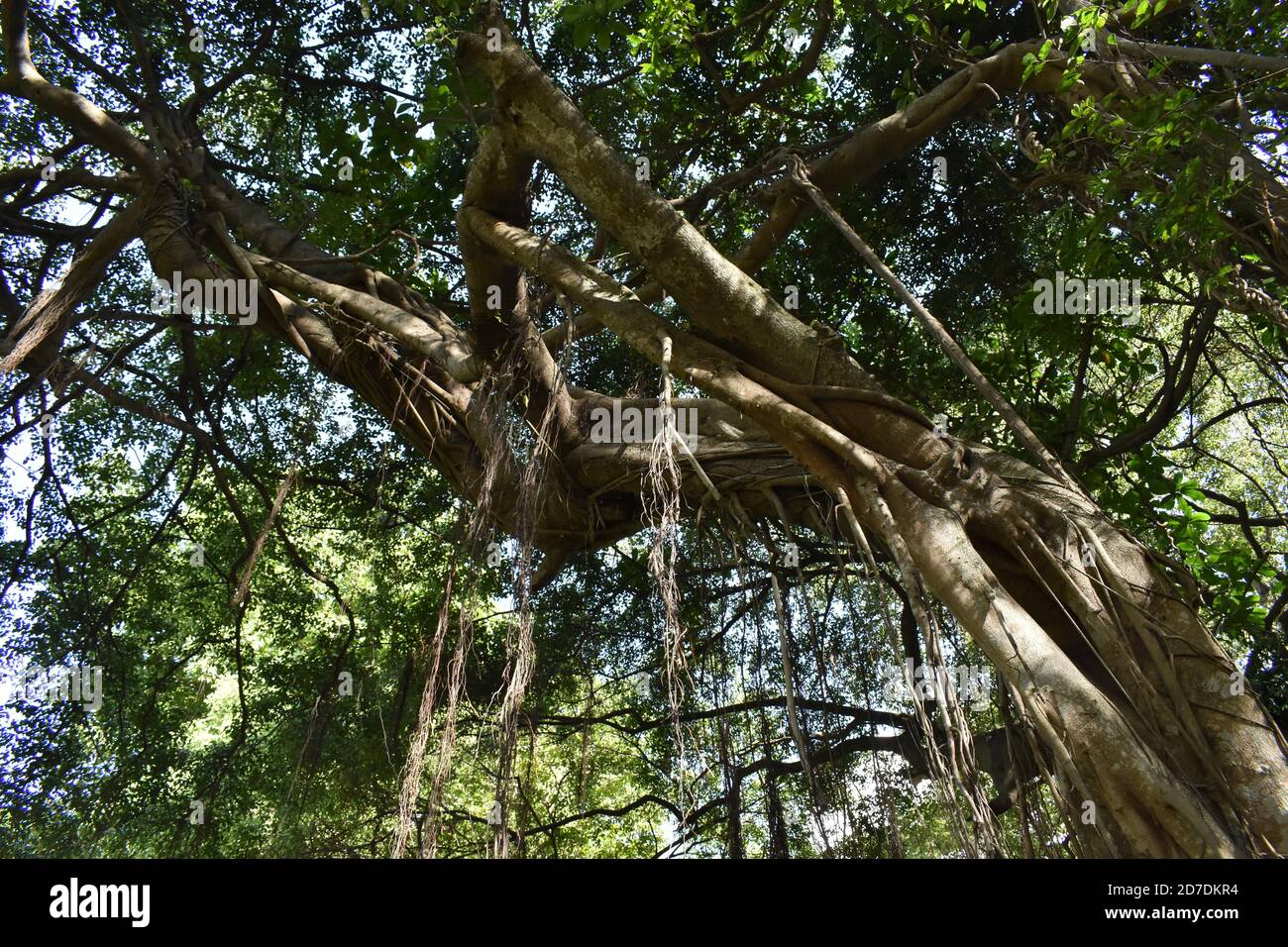 Powerful tree hi-res stock photography and images - Alamy