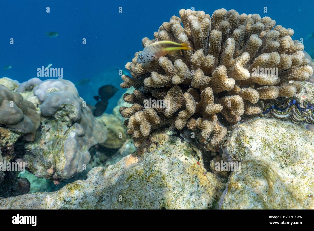 Yellow hawkfish hi-res stock photography and images - Alamy