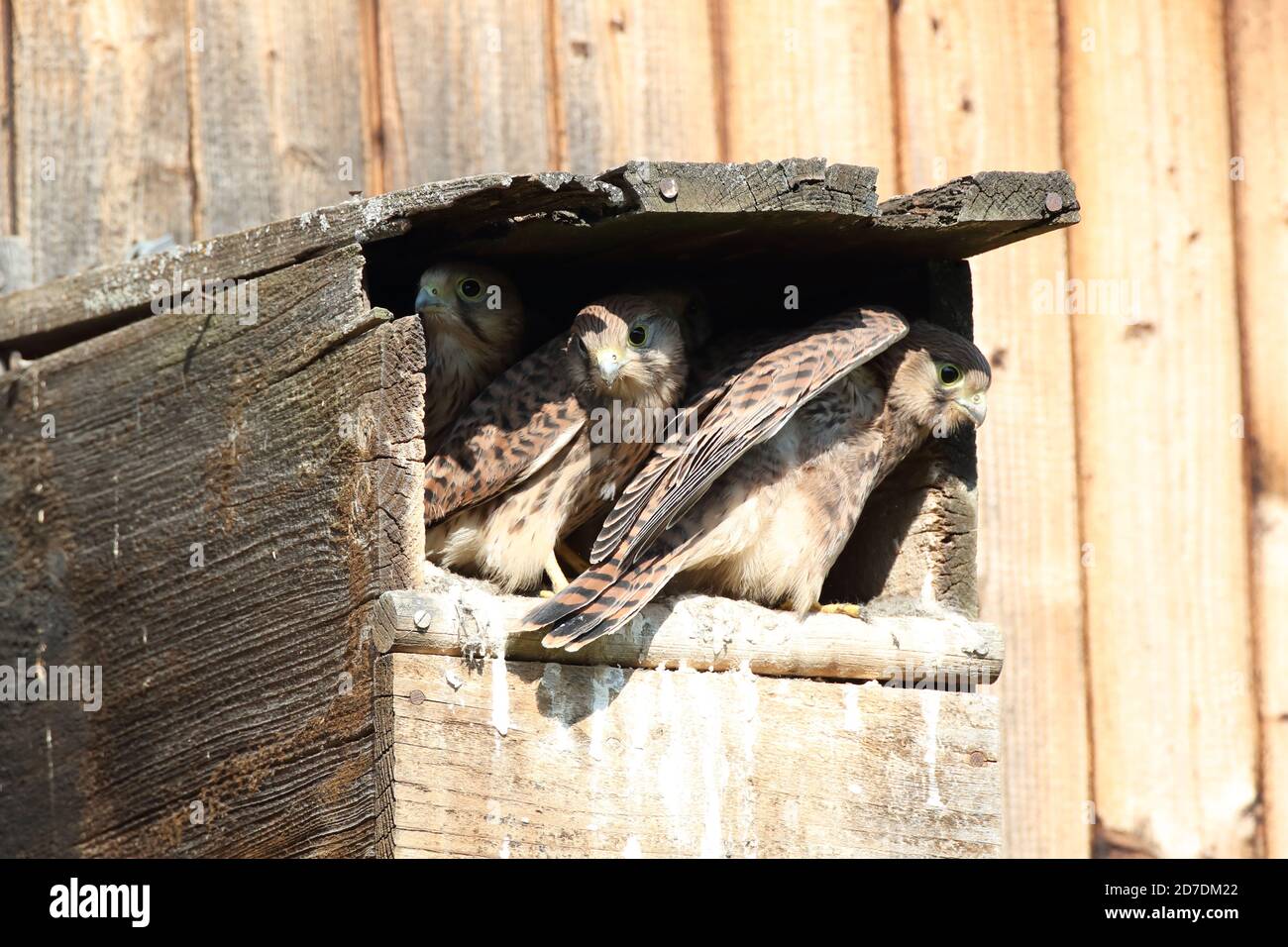 common kestrel (Falco tinnunculus) young birds at the nest box Germany Stock Photo - Alamy