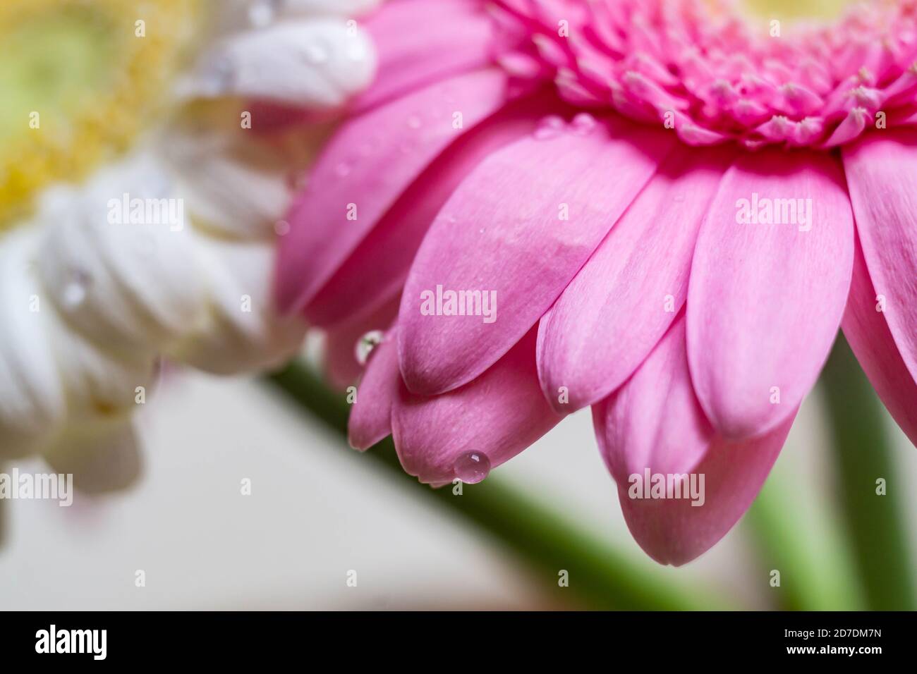 Close up of fresh flowers with water drops in macro technique Stock ...