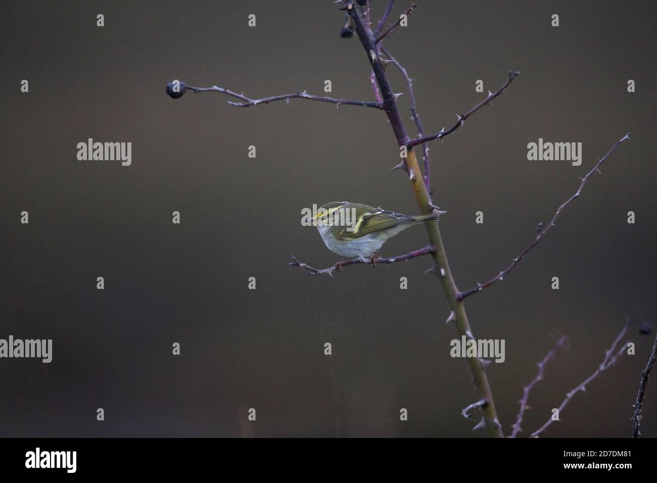 Pallas's Warbler (Phylloscopus proregulus Stock Photo - Alamy