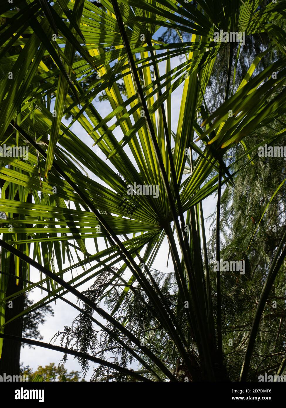 Array of ferns hi-res stock photography and images - Alamy