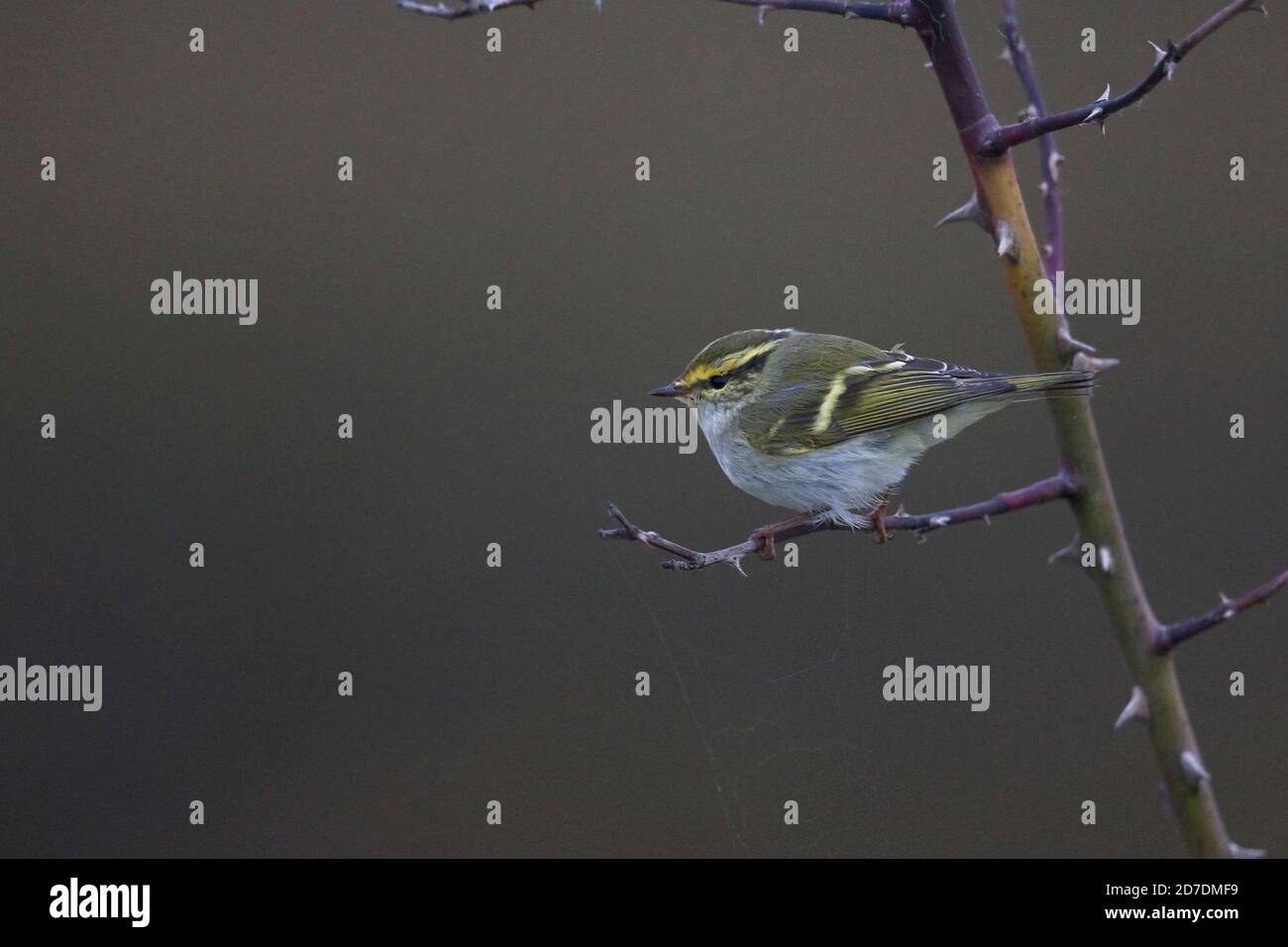 Pallas's Warbler (Phylloscopus proregulus Stock Photo - Alamy