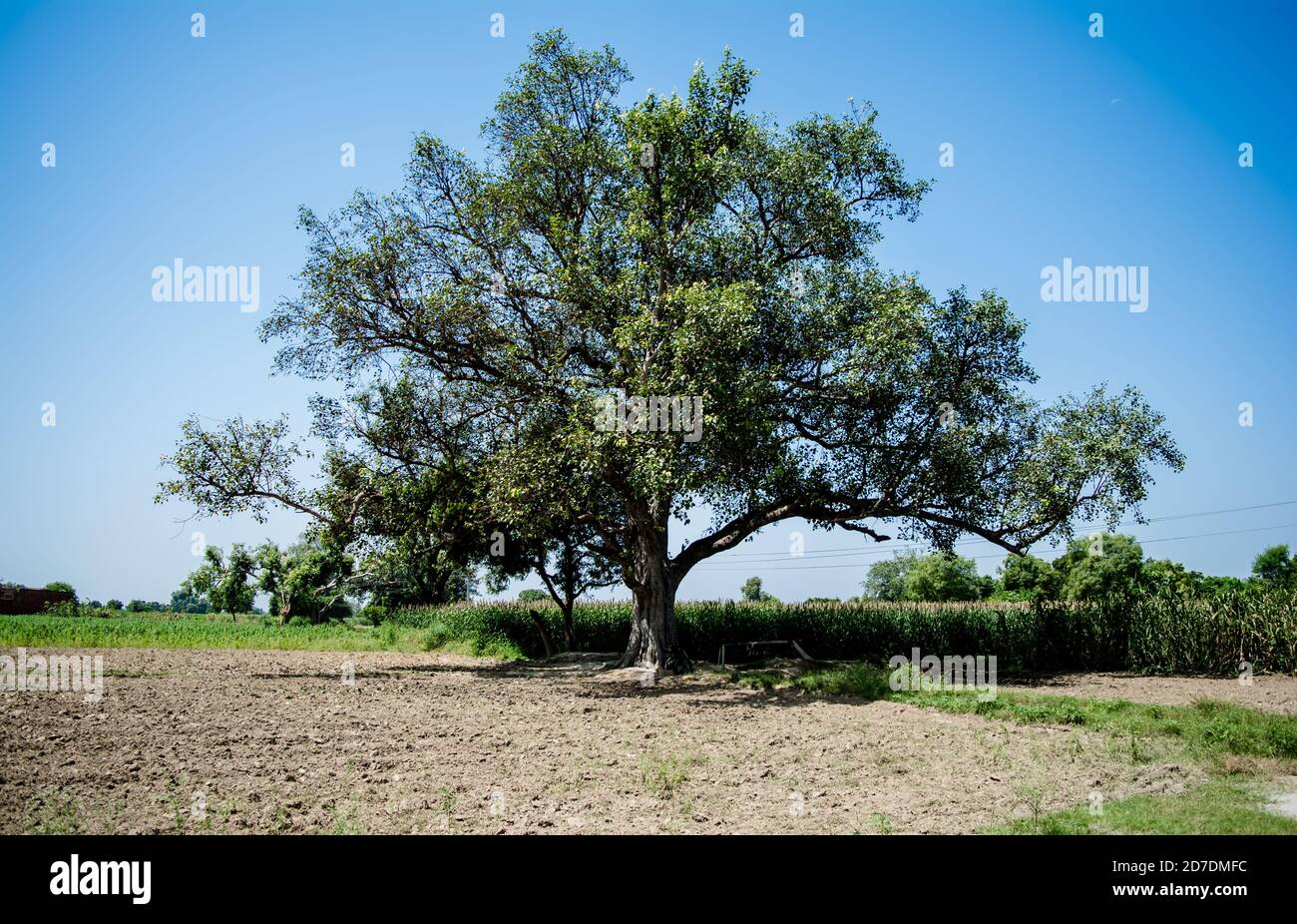 Old big tree hi-res stock photography and images - Alamy