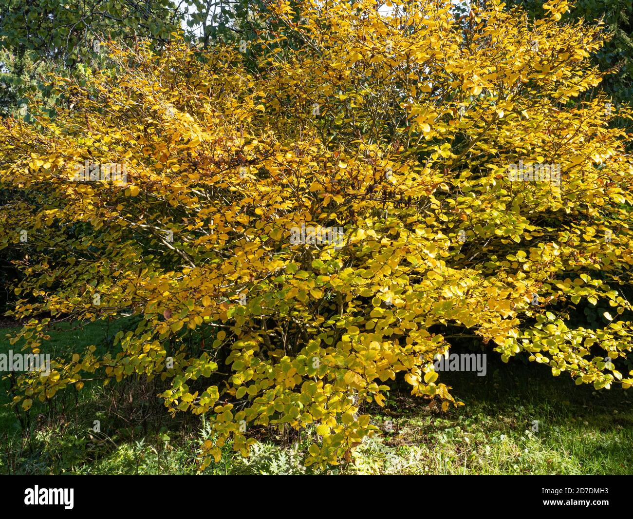 Shrub Birch Betula High Resolution Stock Photography and Images - Alamy