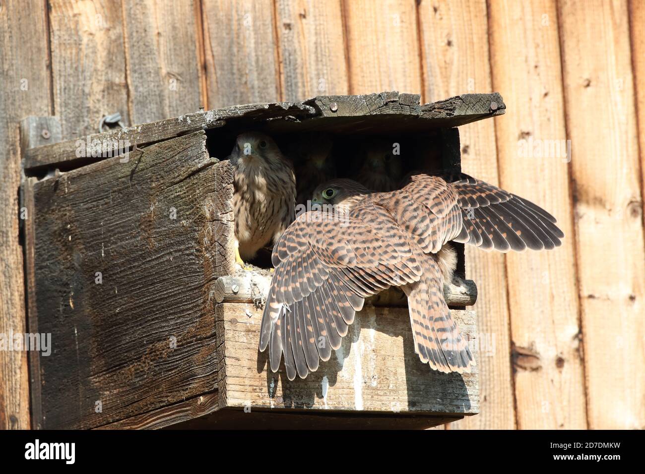 common kestrel (Falco tinnunculus) young birds at the nest box Germany Stock Photo - Alamy