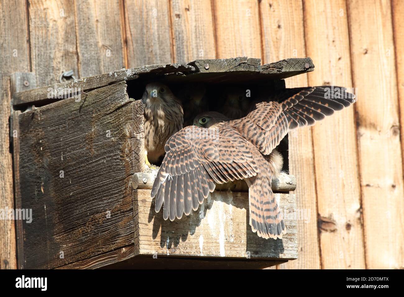 common kestrel (Falco tinnunculus) young birds at the nest box Germany ...