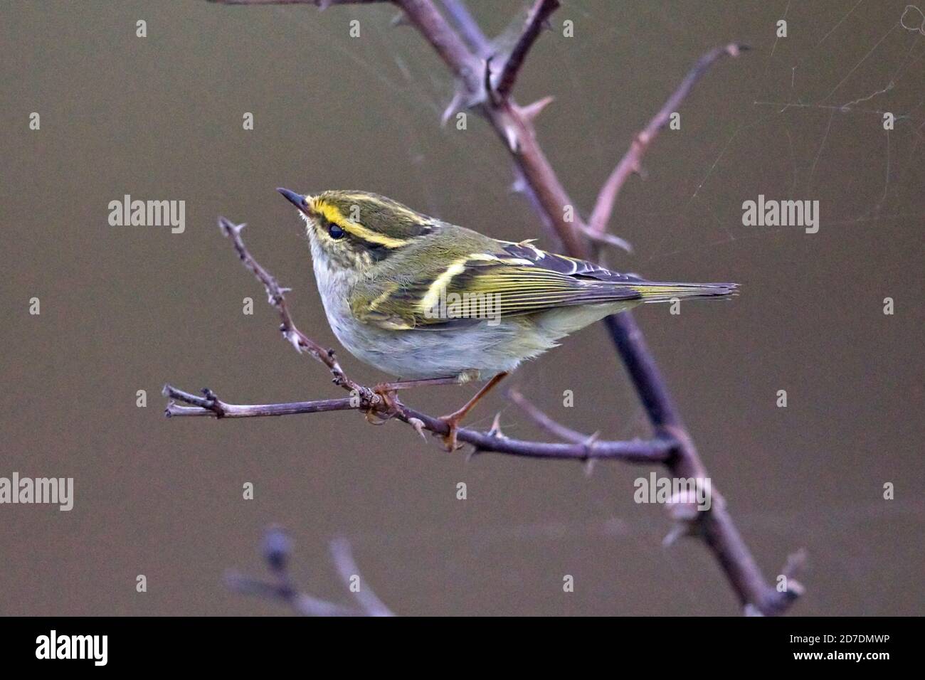 Pallas's Warbler (Phylloscopus proregulus Stock Photo - Alamy