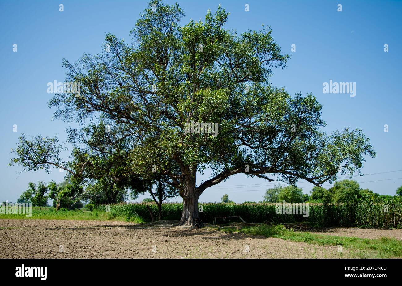 Big strong tree hi-res stock photography and images - Alamy