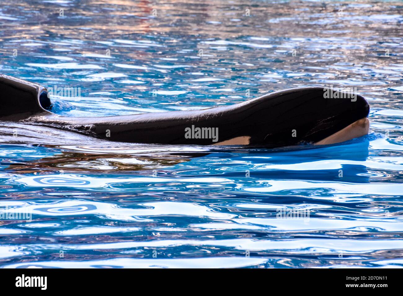 Mammal Orca Killer Whale Fish Stock Photo - Alamy