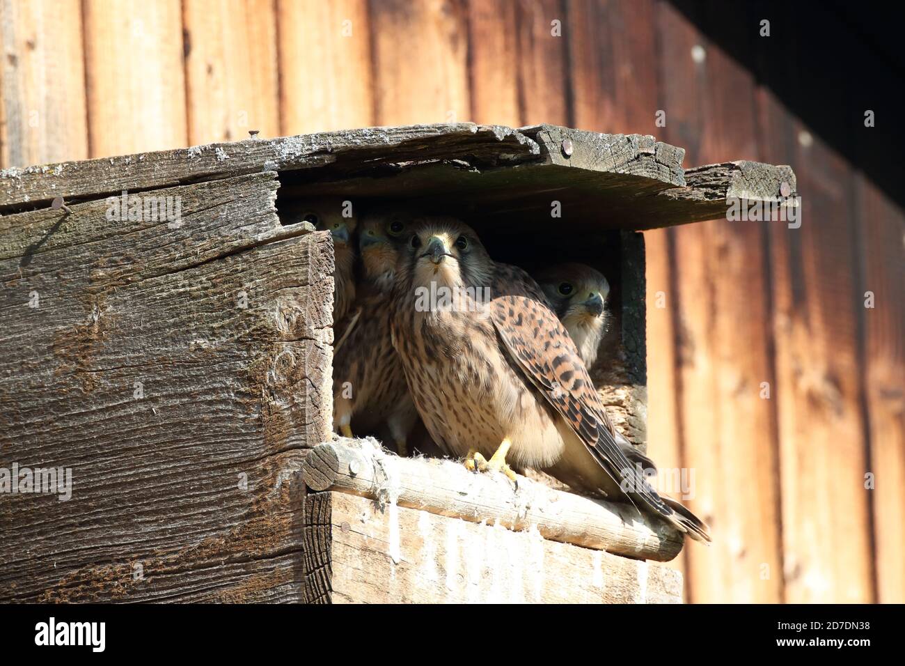 common kestrel (Falco tinnunculus) young birds at the nest box Germany Stock Photo - Alamy