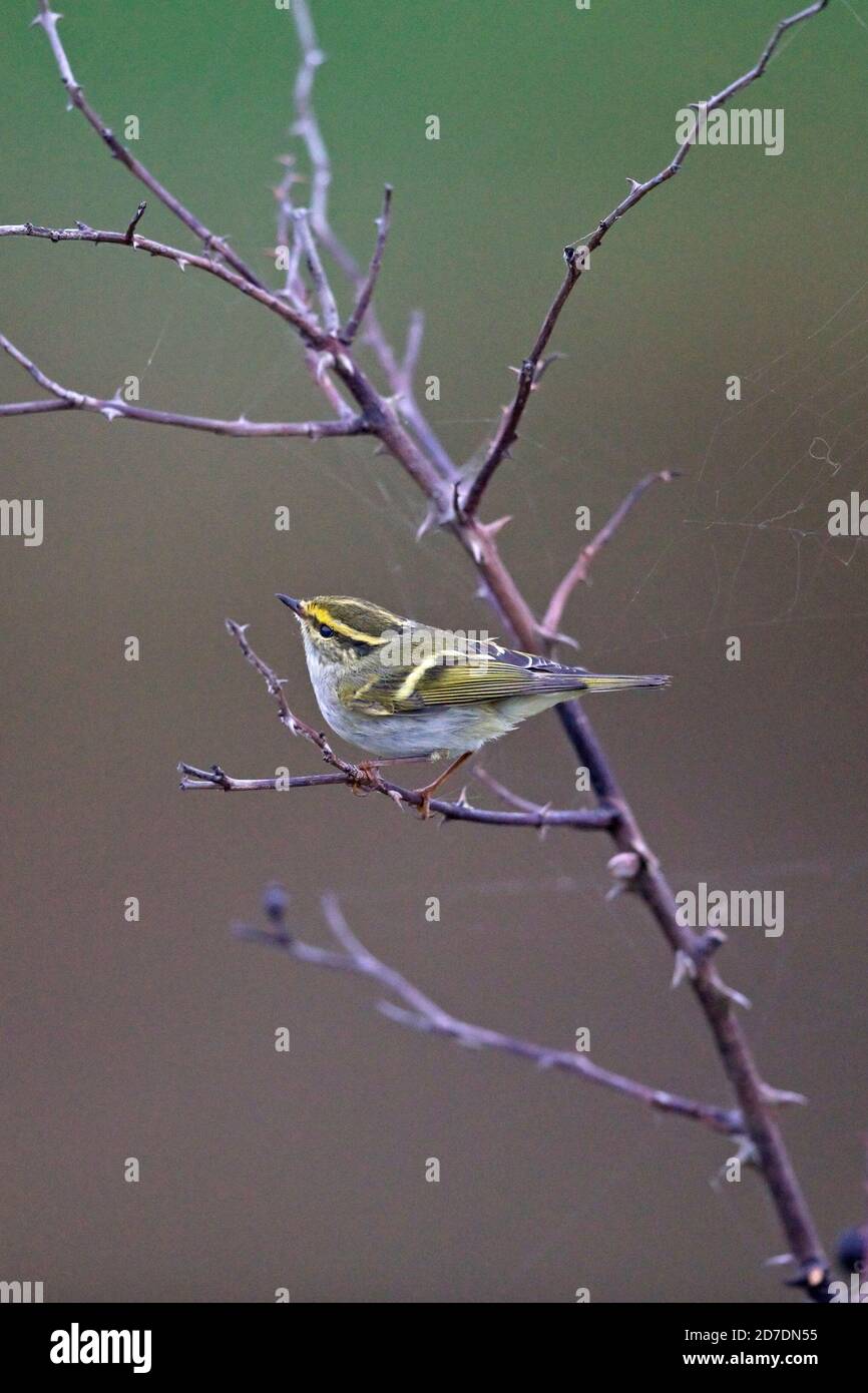 Pallas's Warbler (Phylloscopus proregulus Stock Photo - Alamy