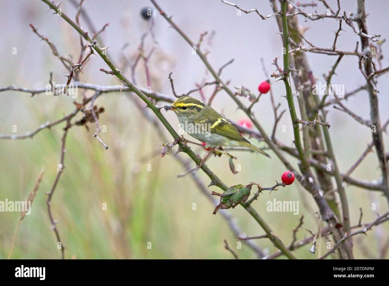 Pallas's Warbler (Phylloscopus proregulus Stock Photo - Alamy