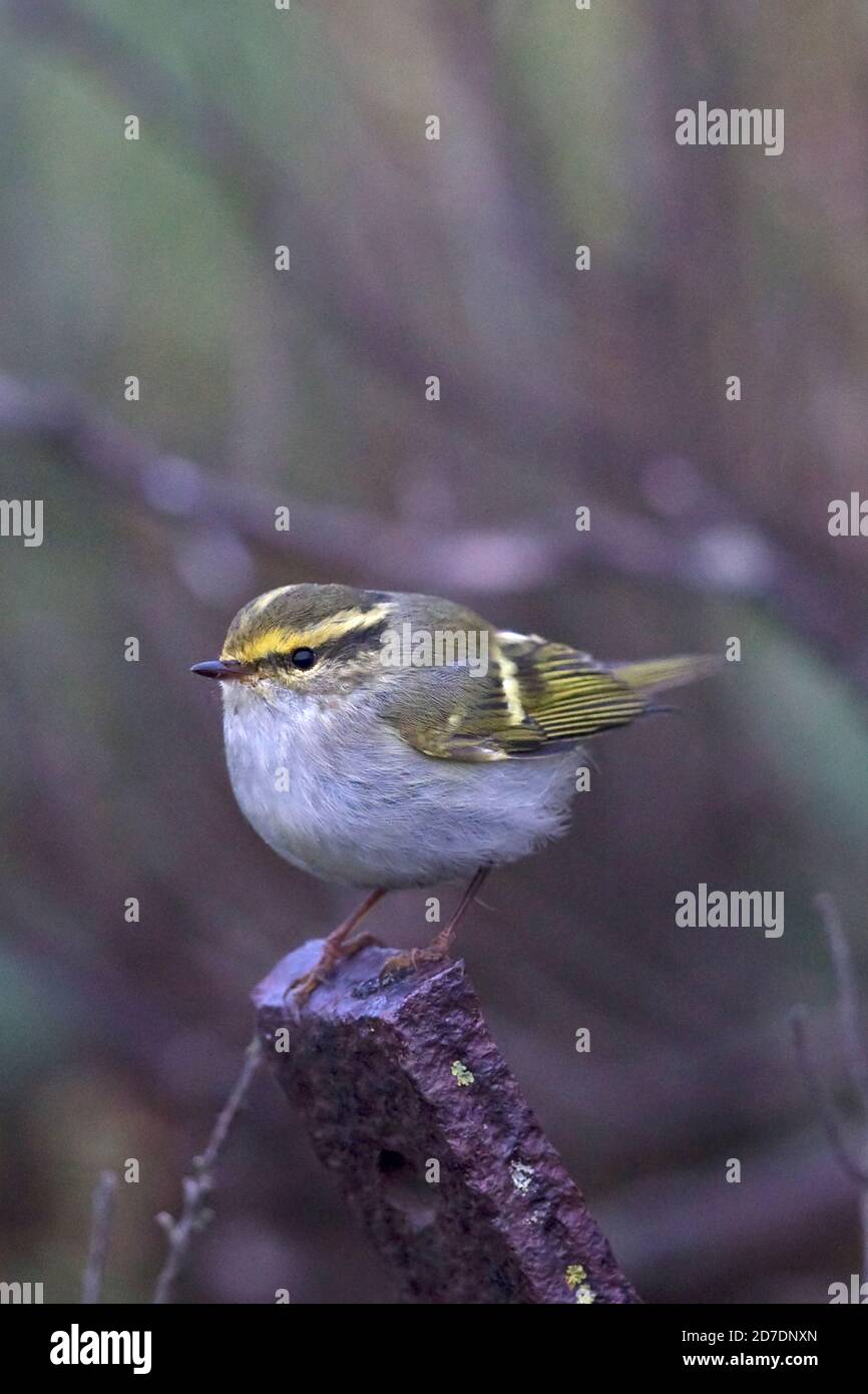 Pallas's Warbler (Phylloscopus proregulus Stock Photo - Alamy