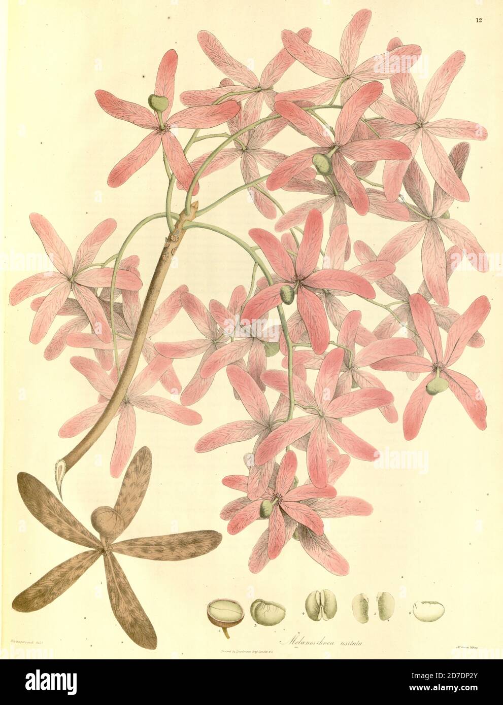 Gluta usitata, previously known as Melanorrhoea usitata is an Asian ...