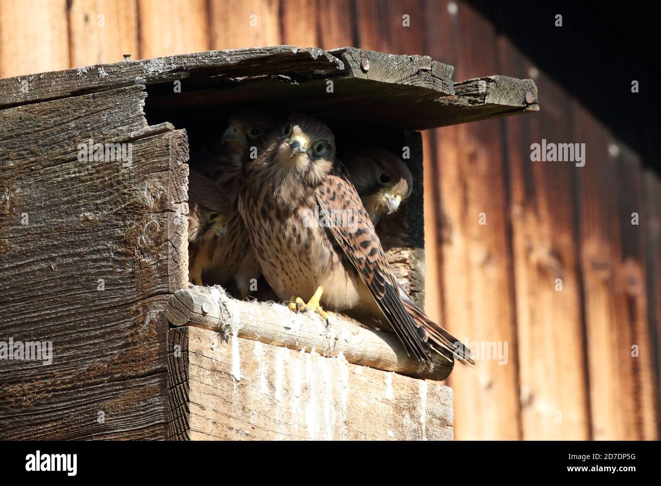 common kestrel (Falco tinnunculus) young birds at the nest box Germany ...