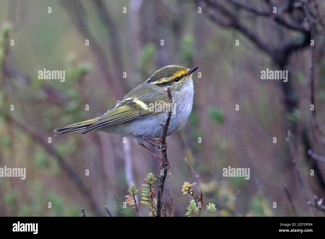 Pallas's Warbler (Phylloscopus proregulus Stock Photo - Alamy