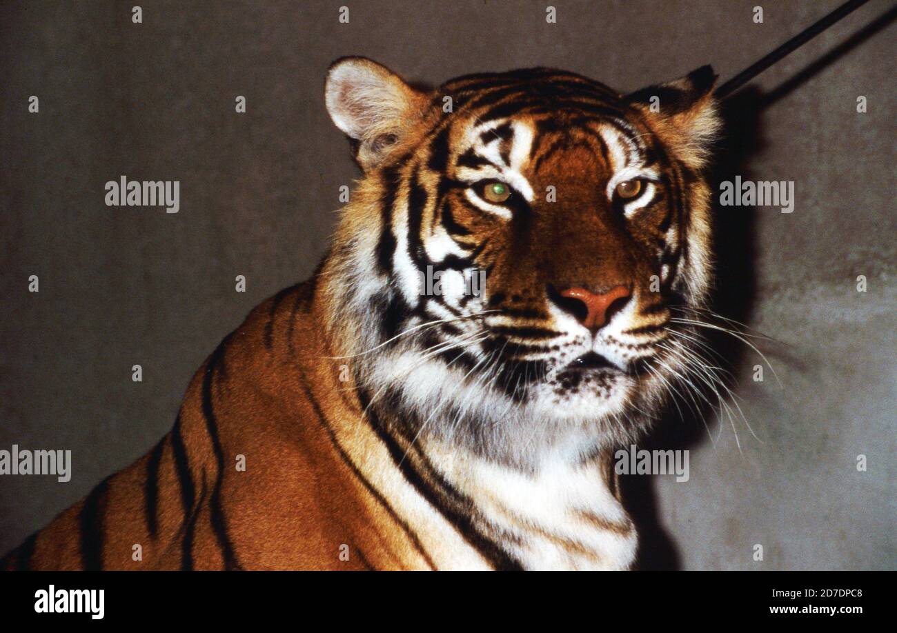 Das Tier, Fernsehfilm, Deutschland 1993, Regie: Gert Steinheimer ...