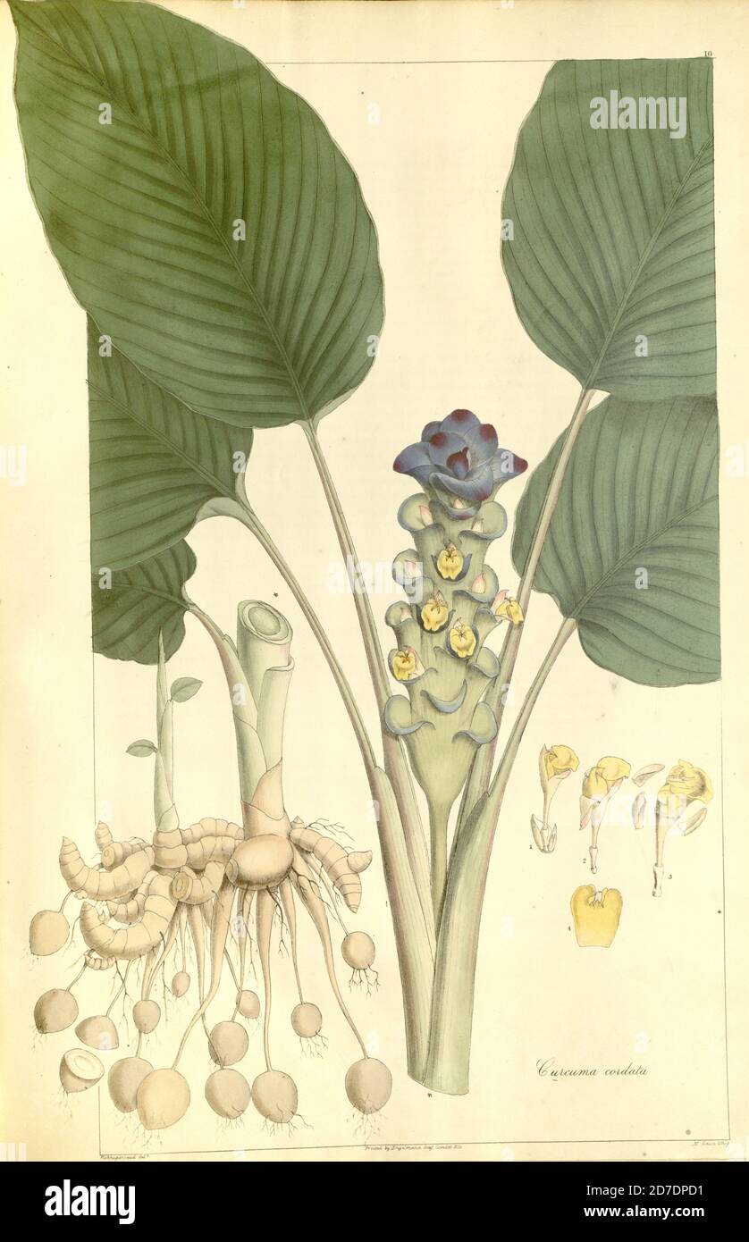 Curcuma drawing hi-res stock photography and images - Alamy