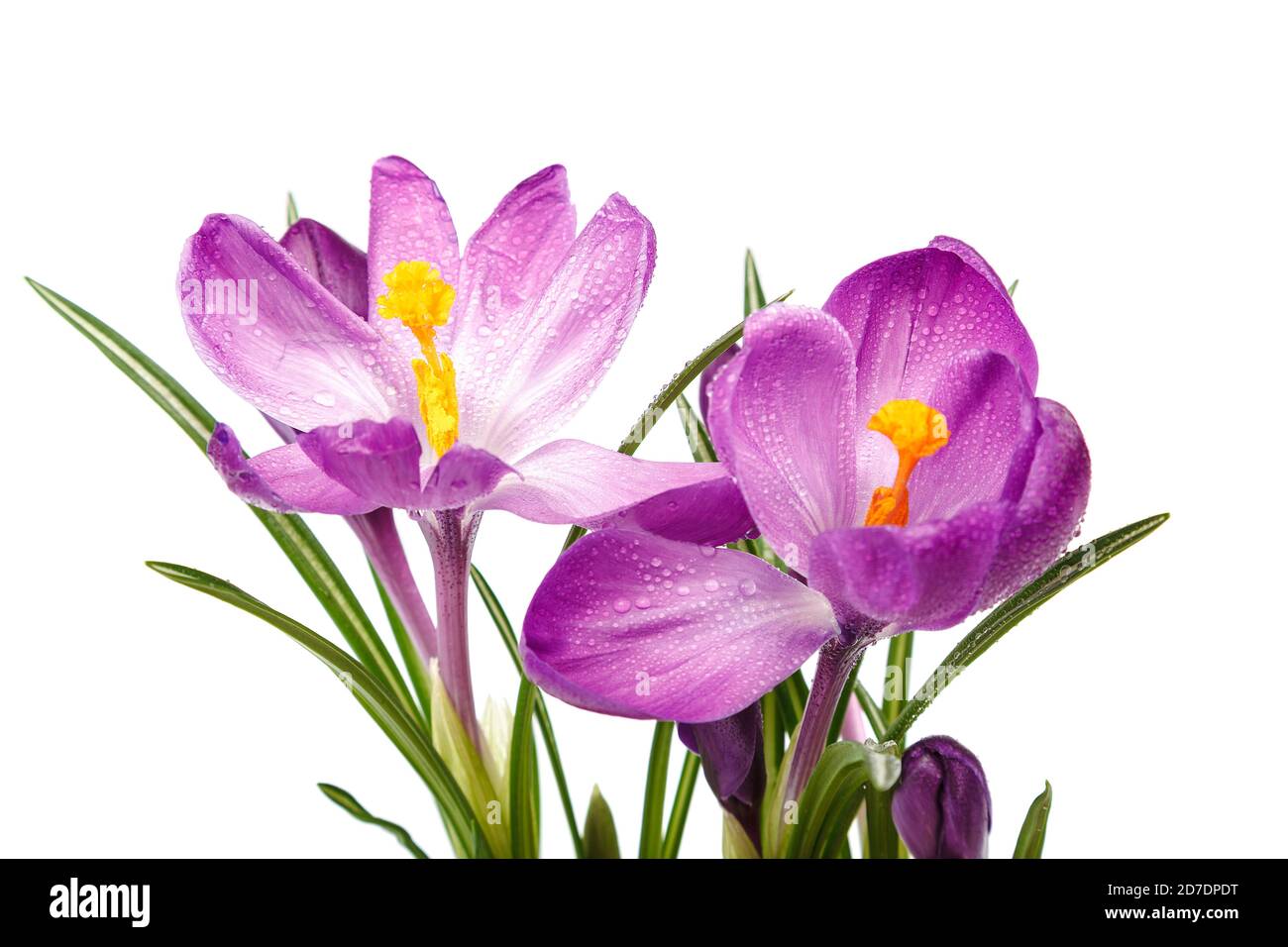 Crocus flowers isolated on a white background Stock Photo - Alamy
