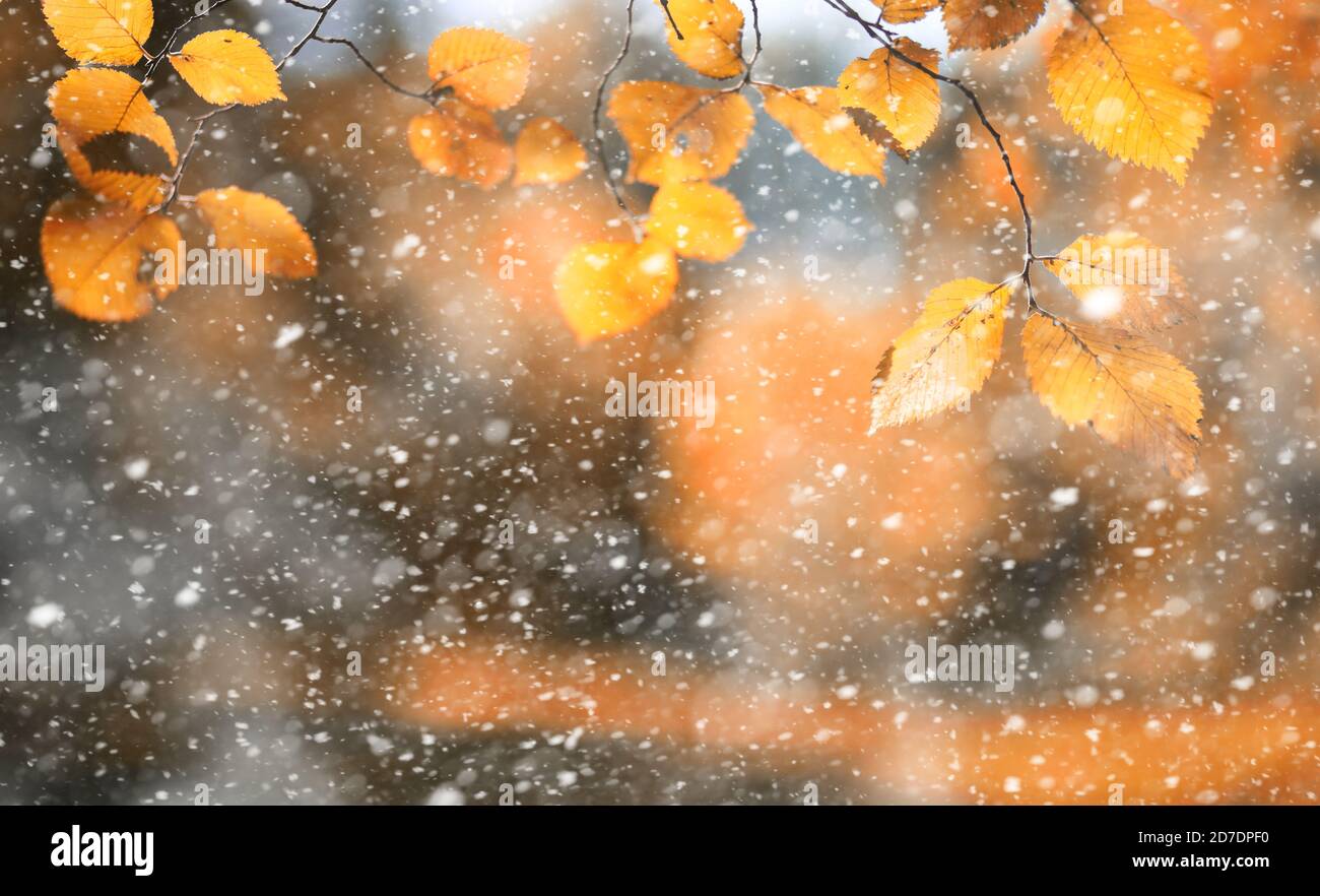Autumn park in the days of the first snow Stock Photo - Alamy