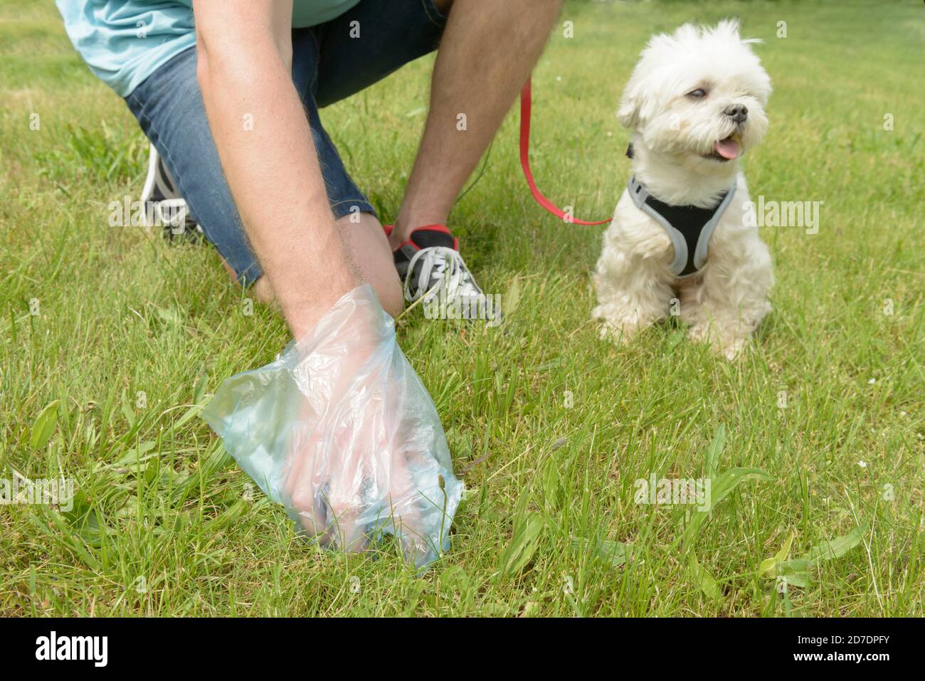 Owner cleaning up after the dog with plastic bag Stock Photo - Alamy