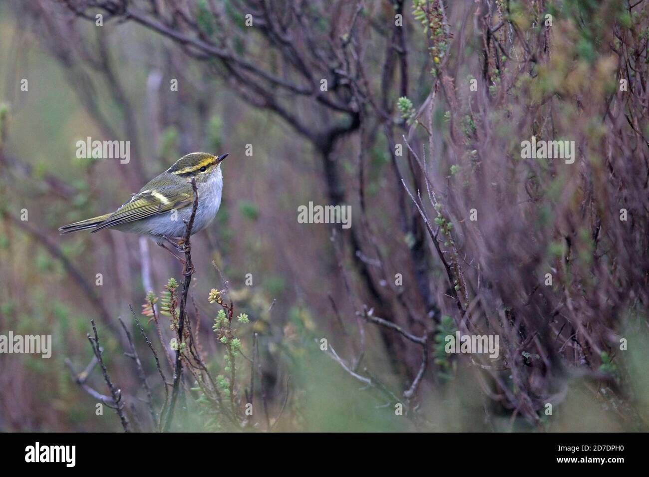 Pallas's Warbler (Phylloscopus proregulus Stock Photo - Alamy
