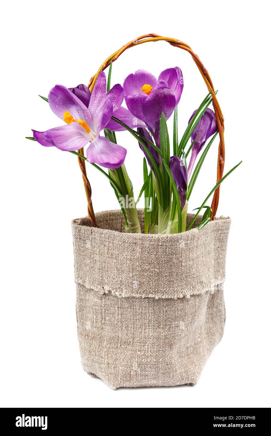 Crocus flowers isolated on a white background Stock Photo - Alamy