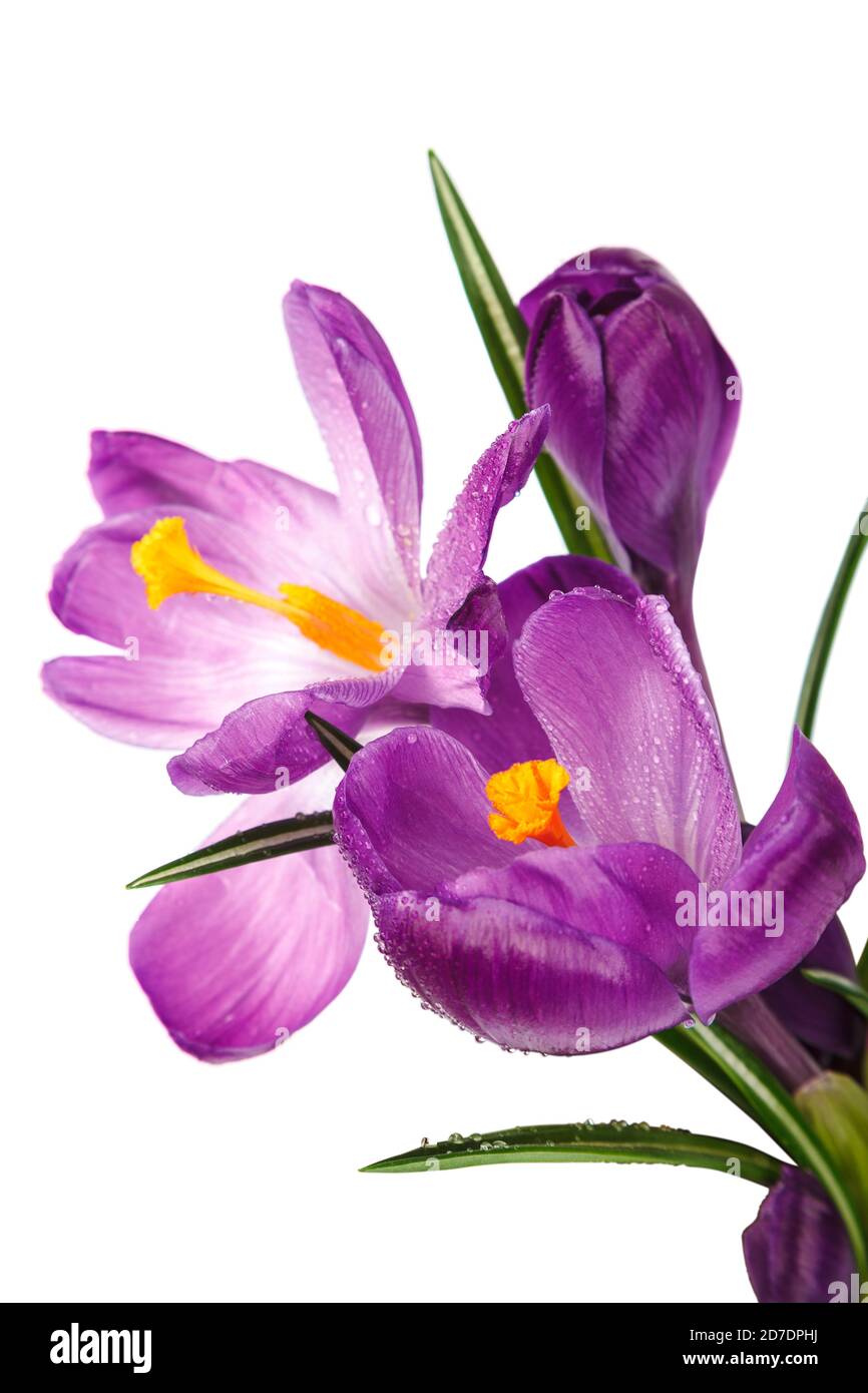 Crocus flowers isolated on a white background Stock Photo - Alamy