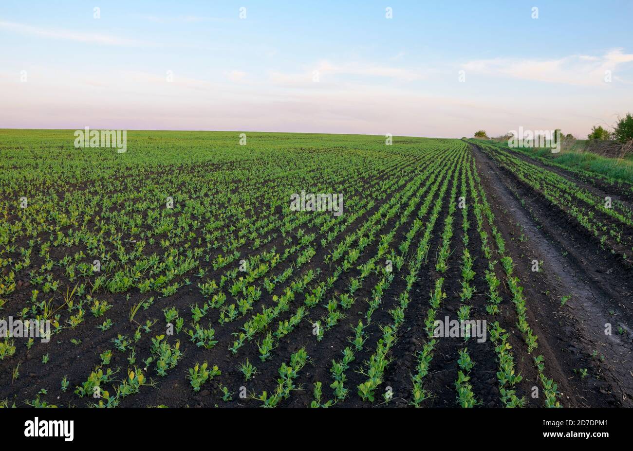 Soybean plantation russia hi-res stock photography and images - Alamy