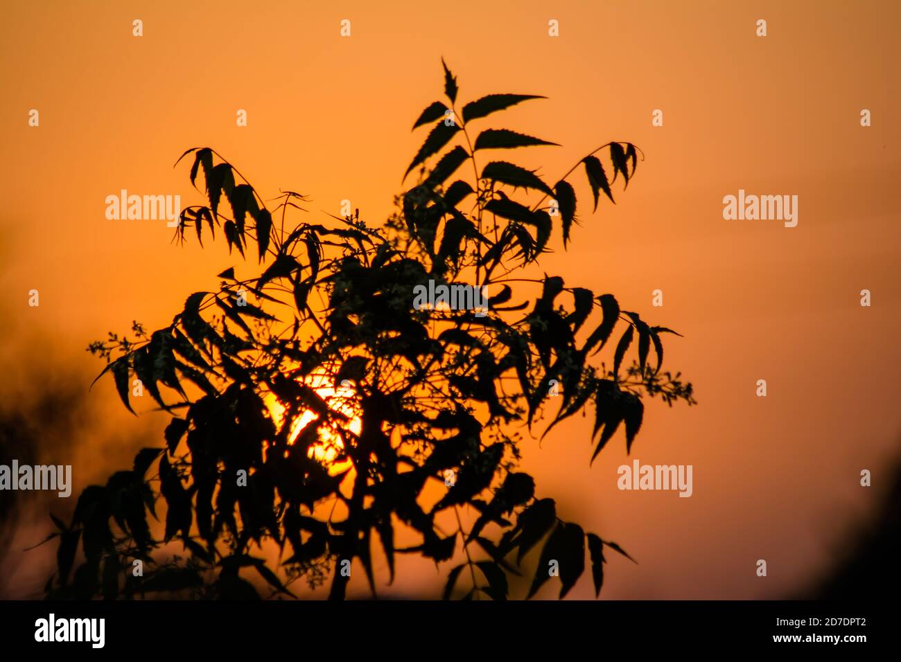 Sun behind Neem Tree. Azadirachta indica, commonly known as neem ...