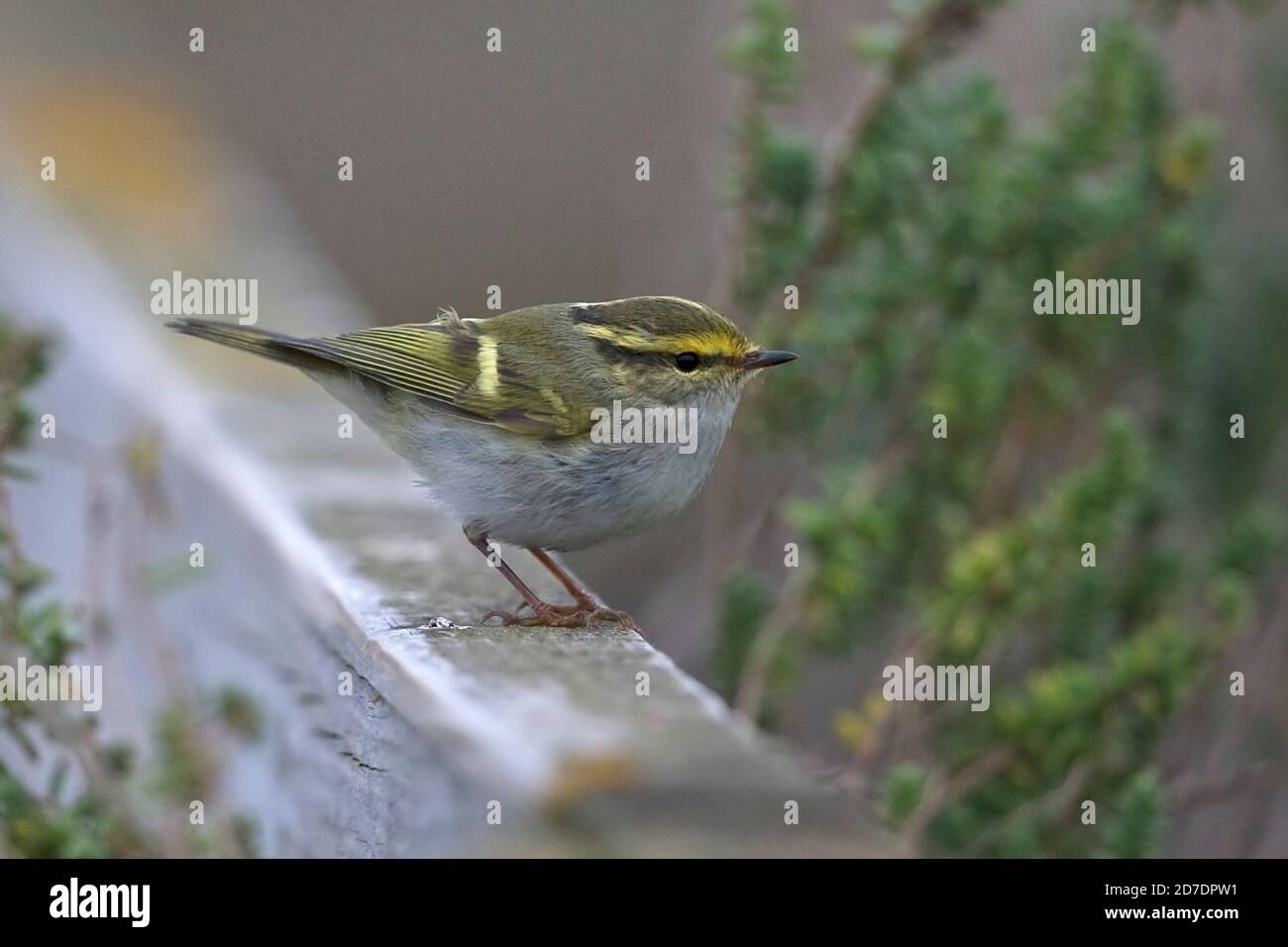 Pallas's Warbler (Phylloscopus proregulus Stock Photo - Alamy