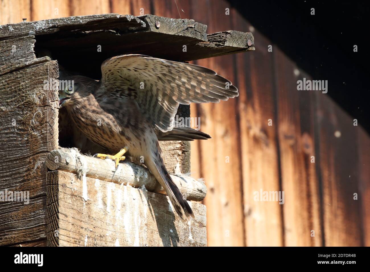 common kestrel (Falco tinnunculus) young birds at the nest box Germany Stock Photo - Alamy