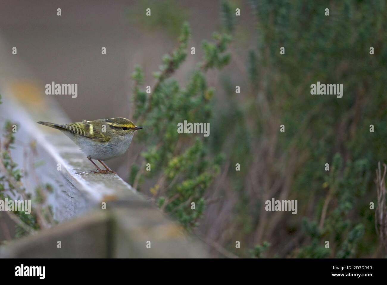Pallas's Warbler (Phylloscopus proregulus Stock Photo - Alamy