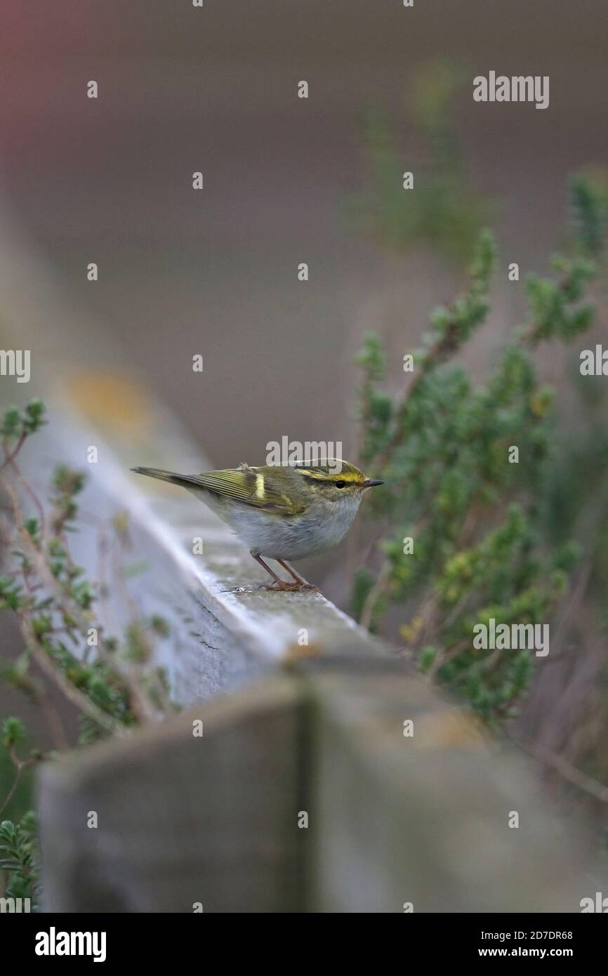 Pallas's Warbler (Phylloscopus proregulus Stock Photo - Alamy