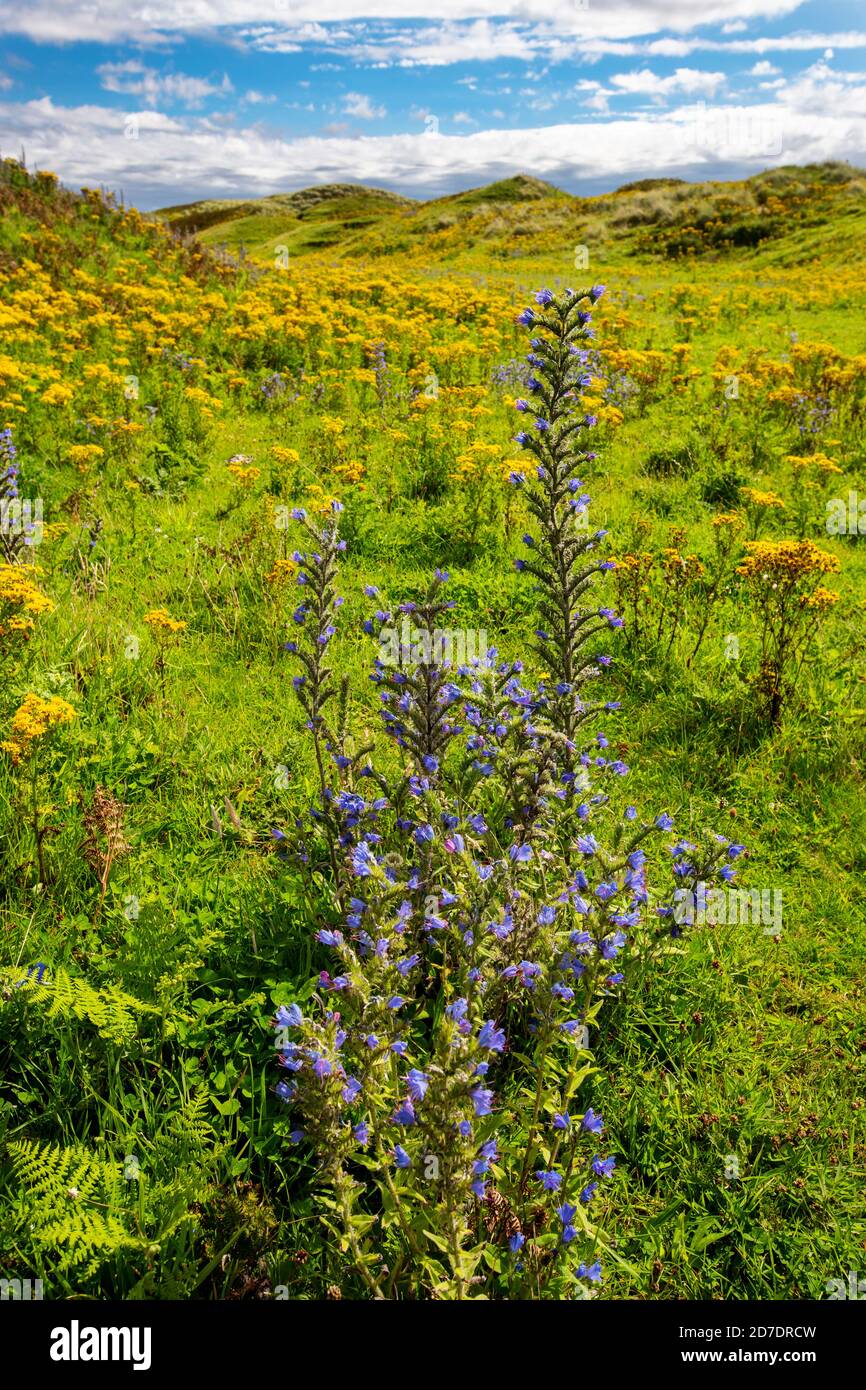 Purple ragwort hi-res stock photography and images - Alamy