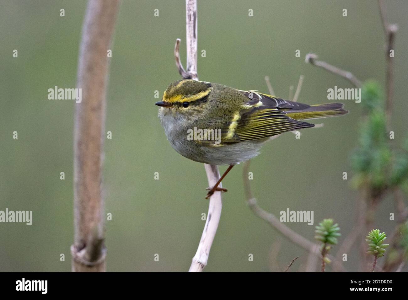 Pallas's Warbler (Phylloscopus proregulus Stock Photo - Alamy