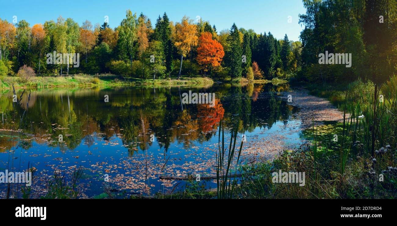 Spruce forest with a pond hi-res stock photography and images - Alamy
