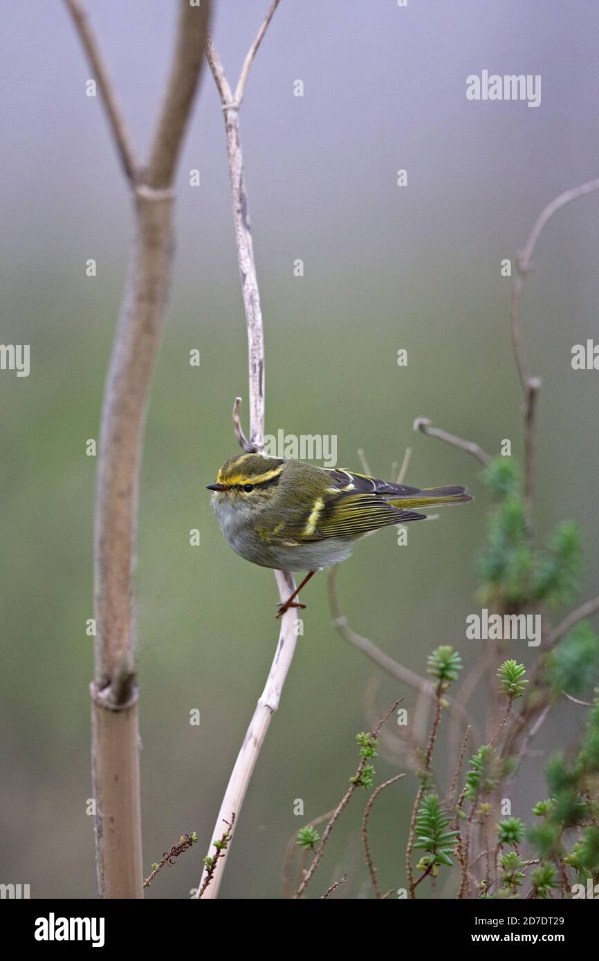Pallas's Warbler (Phylloscopus proregulus Stock Photo - Alamy