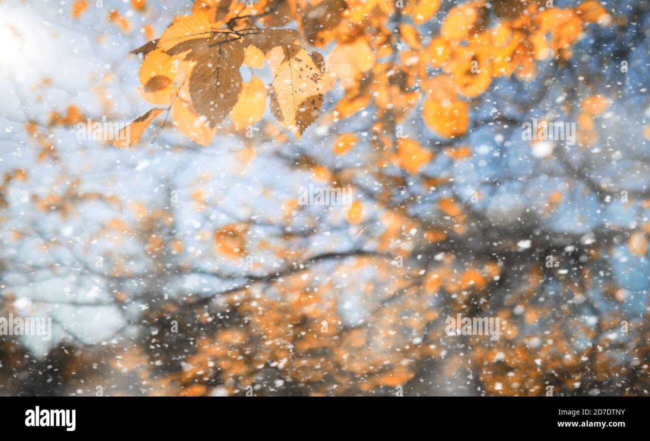 Autumn park in the days of the first snow Stock Photo - Alamy