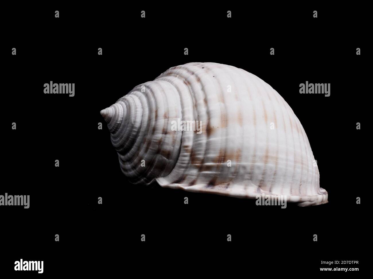 Scallop Shell Isolated Stock Photo - Alamy