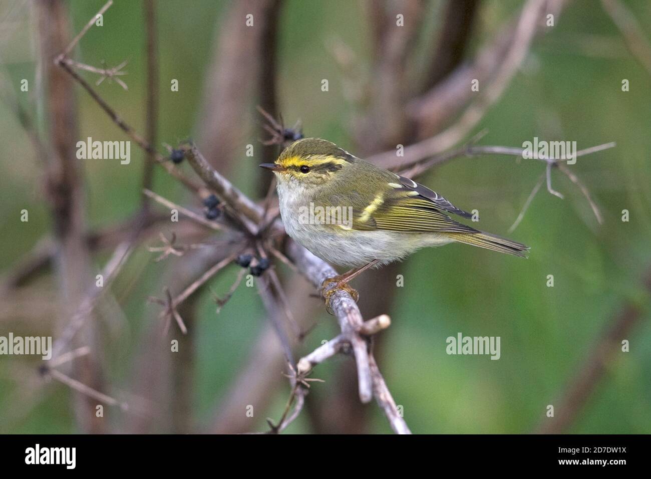 Pallas's Warbler (Phylloscopus proregulus Stock Photo - Alamy