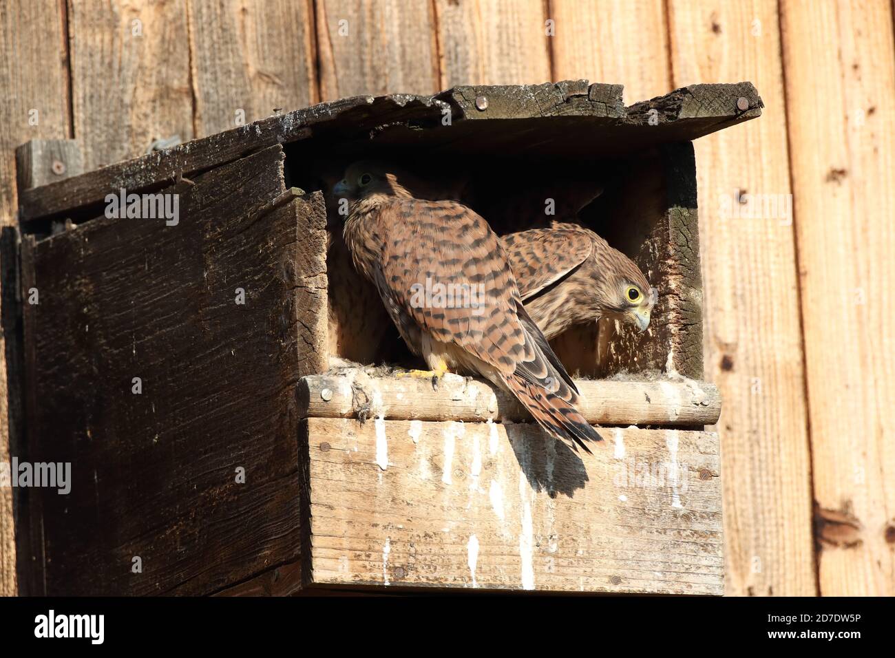 common kestrel (Falco tinnunculus) young birds at the nest box Germany Stock Photo - Alamy