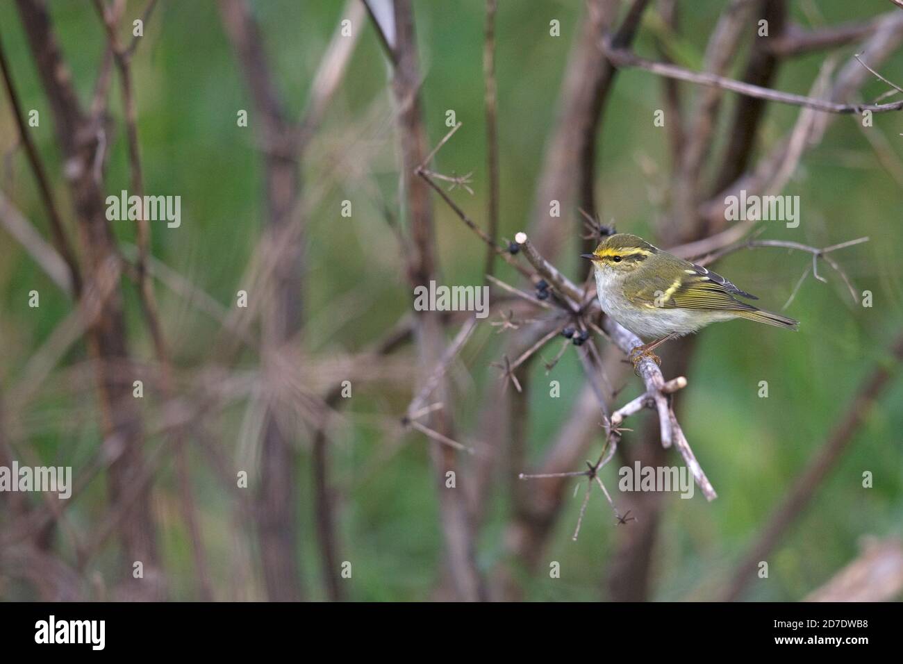 Pallas's Warbler (Phylloscopus proregulus Stock Photo - Alamy