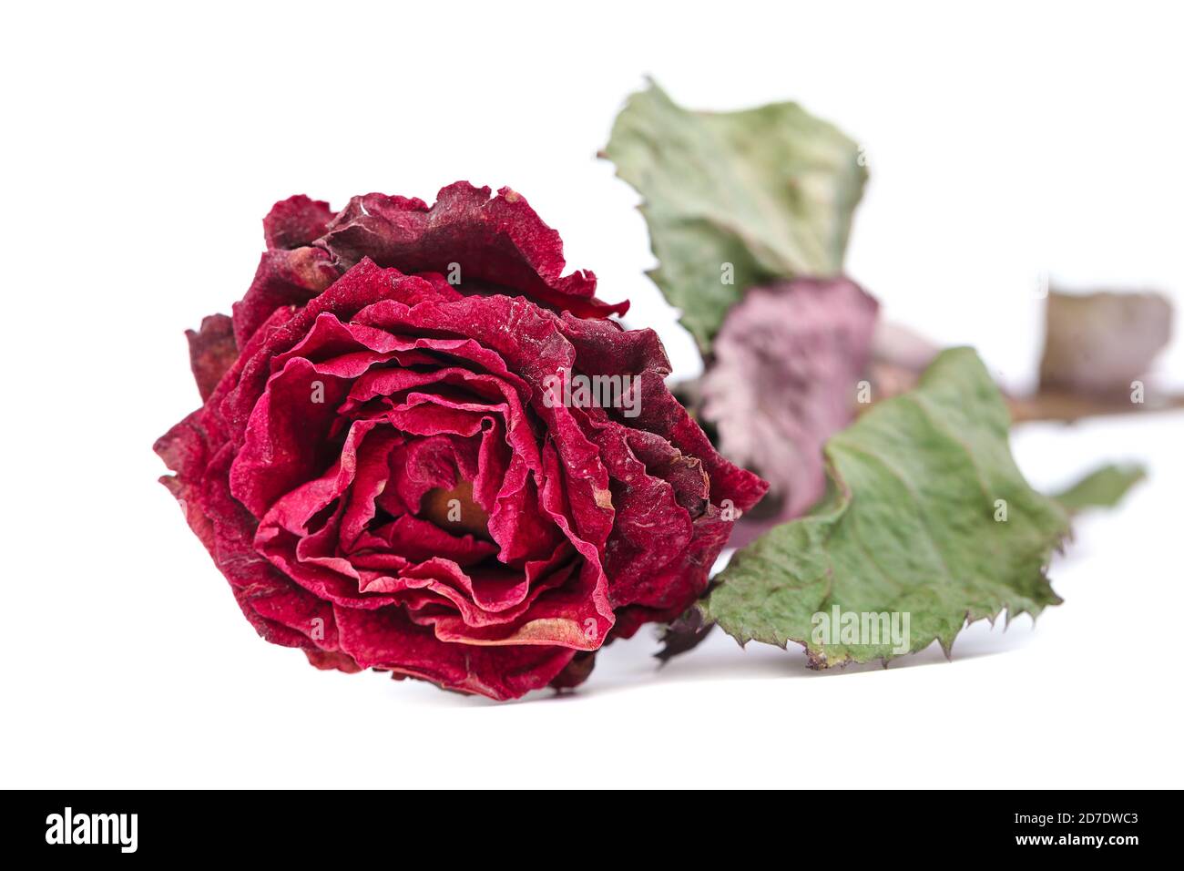 Dried rose flowers isolated on white background Stock Photo - Alamy
