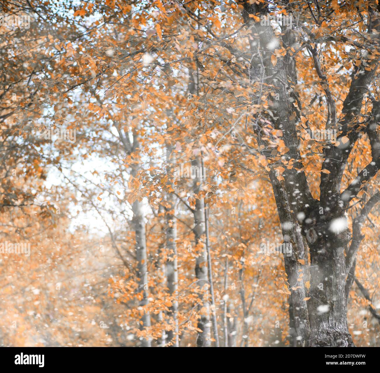 Autumn park in the days of the first snow Stock Photo - Alamy
