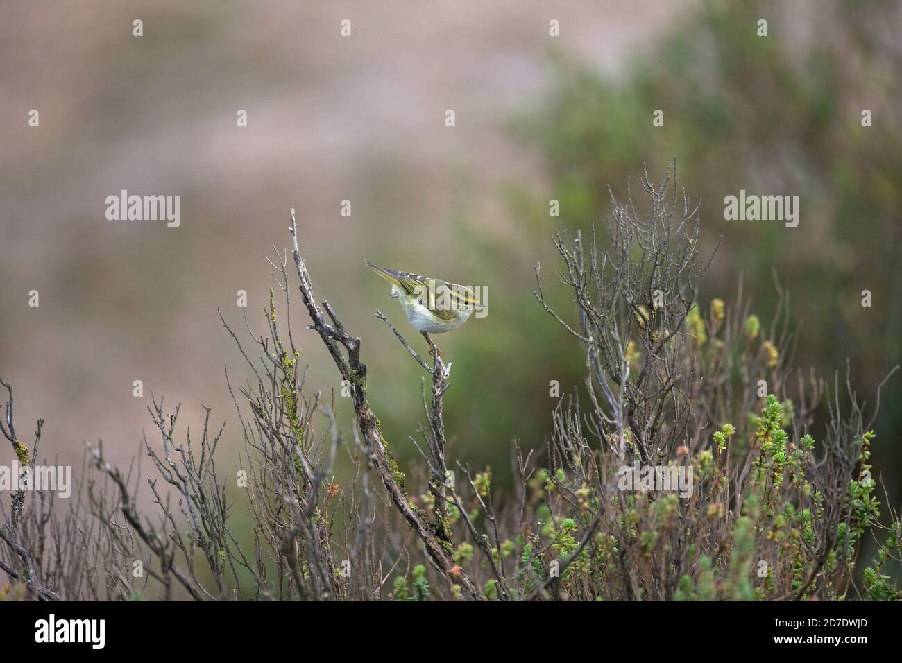 Pallas's Warbler (Phylloscopus proregulus Stock Photo - Alamy